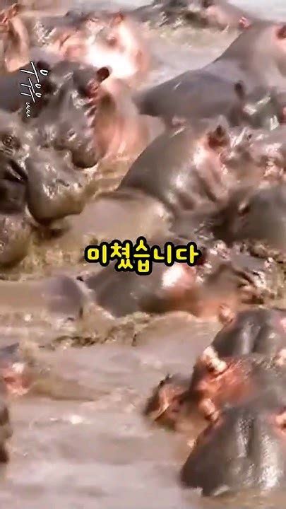 하마vs악어 싸움 다구리엔 장사없지 지림주의 Youtube