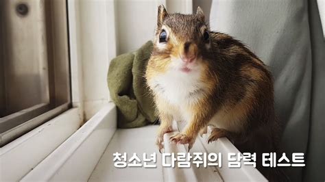 창가에서 두근두근을 즐기는 청소년 다람쥐 YouTube