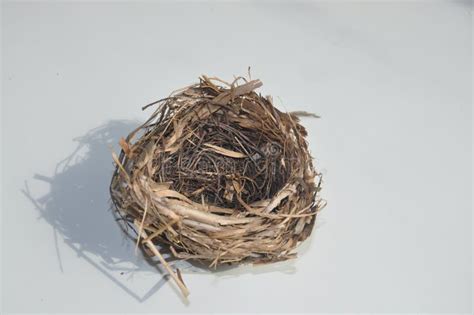 Empty Bird S Nest Build Using Mud And Grass Stock Photo Image Of Closeup Birdnest 121013164