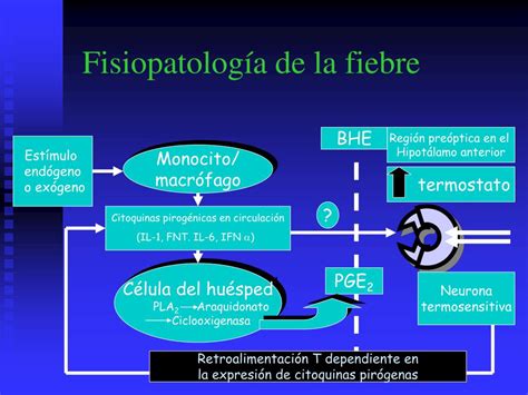 Fases De Fiebre