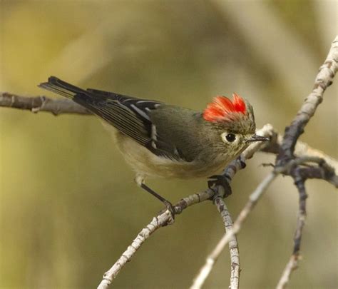 Ruby Crowned Kinglet San Diego Bird Spot