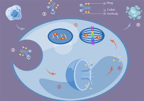 The Action Mechanism Of ADC The Action Mechanism Of ADC Is Divided Into Download Scientific