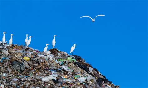 На 22 април отбелязваме Световния ден на Земята ЖИВЕЙ ЗЕЛЕНО