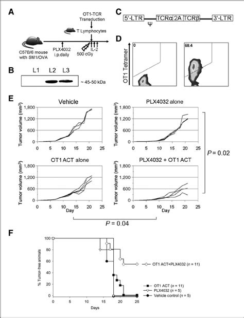 Combined Antitumor Activity Of Tcr Engineered Adoptive Cell Adoptive
