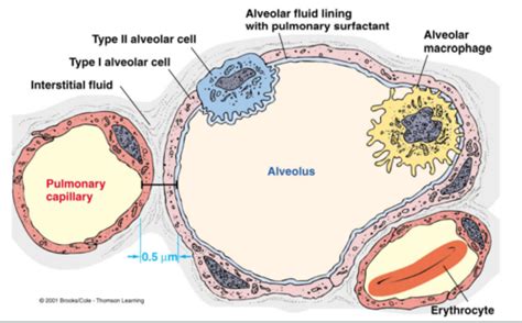 Phyl2062 Respiratory System Flashcards Quizlet
