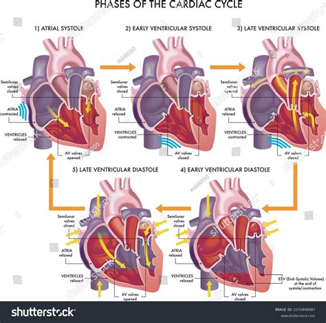 Cardiac Cycle