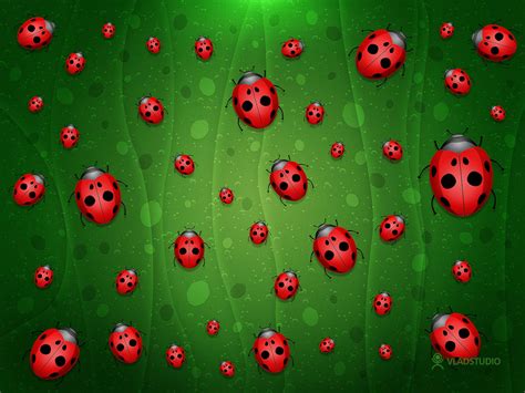 Ladybug Cartoon Wallpapers Wallpaper Cave