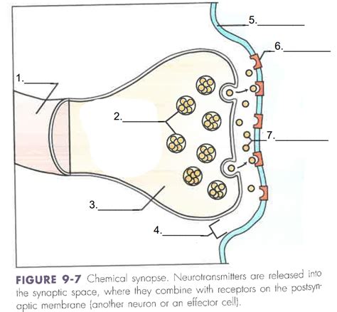 Chemical Synapse Diagram Nervous System Diagram Quizlet