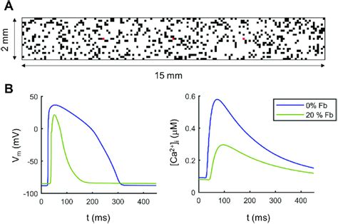 Electrophysiology In Cardiac Tissue Simulations A Distribution Of Download Scientific Diagram