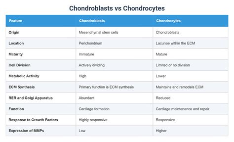 Chondroblasts Vs Chondrocytes
