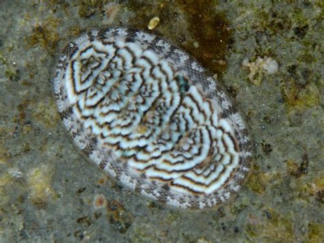 ホソウスヒザラガイ Izuzuki海の生き物大図鑑 笑