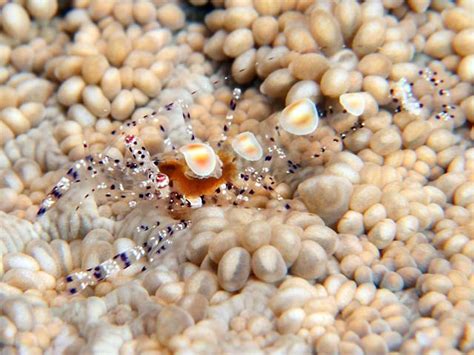 ヒメイソギンチャクエビ属の1種 海にKiss とむやむ君HP 海の図鑑