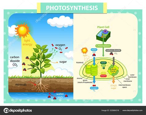 Esquema De La Fotosíntesis De Las Plantas Fotosíntesis Y