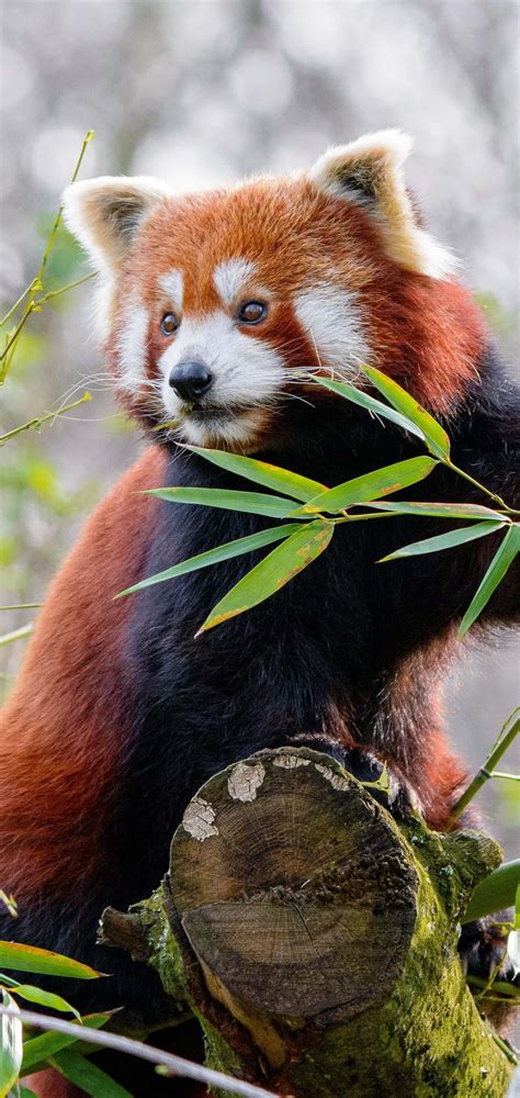 Download The Red Panda Enjoying Nature Wallpapers Com