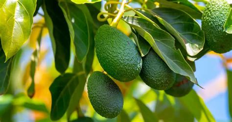 Avocados In India Turn Your Land Into A High Yield Orchard Today Imp News
