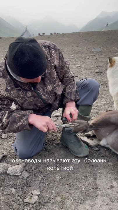 Как оленеводы лечат оленей в тундре где никого вокруг Youtube