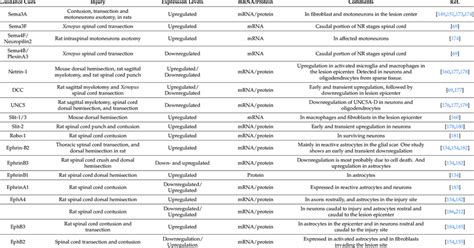 Differential Expression Of Guidance Cues After Different Sci Paradigms Download Scientific