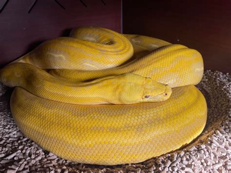 Adult Purple Platinum Phantom Tiger Reticulated Python By Aandbexotics