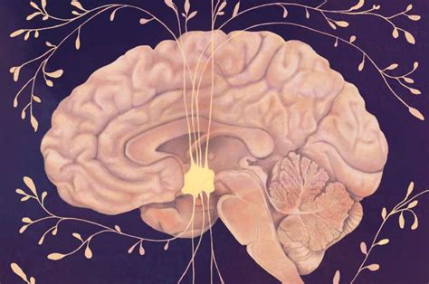 Multiple Review Articles Highlight The Role Of The Hypothalamus In Human Existence Medicine Net