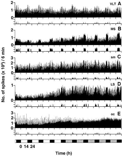 Daily And Circadian Rhythms Of Neural Activity In Several Regions Of Download Scientific
