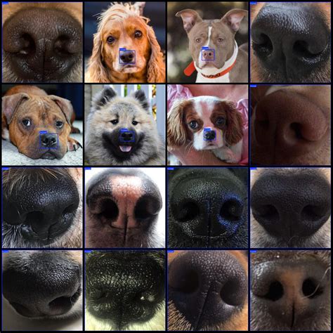 犬鼻子检测数据集voc Yolo格式6808张1类别近距离拍摄 Csdn博客
