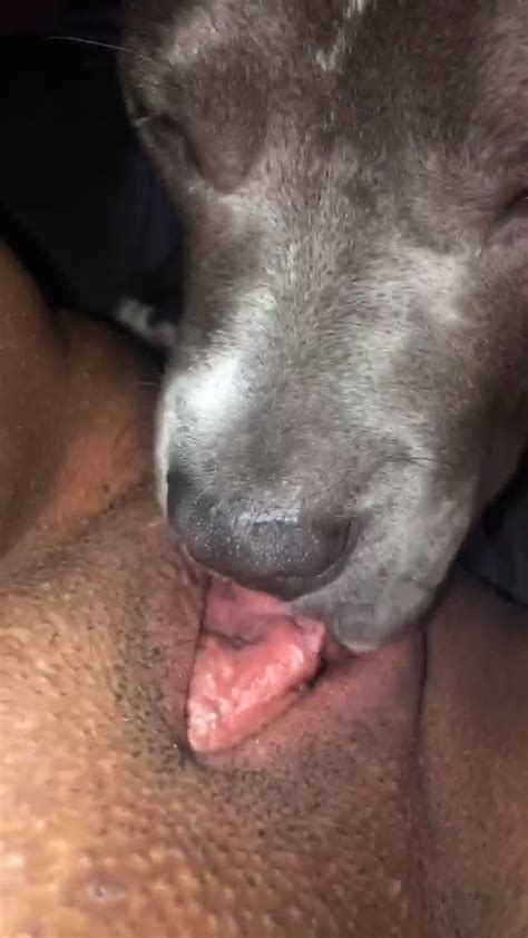 Pretty Pussy Getting Licked By A Sexy Dog Up Close