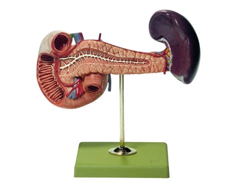 Pancreas 3d Model Label Quiz