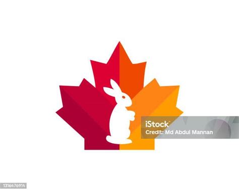 메이플 래빗 로고 디자인 캐나다 토끼 로고 토끼 벡터와 레드 메이플 잎 가을에 대한 스톡 벡터 아트 및 기타 이미지 가을