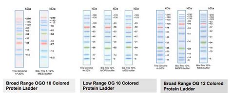 Multi Coloured Protein Ladders Dss Takara Bio