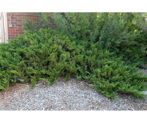 Colorado Springs Utilities Xeriscaping Tam Juniper