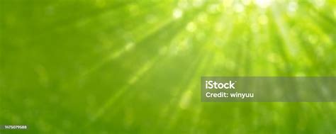 흐릿한 녹색 나무 빈 추상 여름 또는 초점이 흐려진 조명이 있는 봄 배경 배너를 통한 햇빛 배경 주제에 대한 스톡 사진 및 기타 이미지 Istock