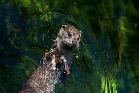 动物 哺乳动物 otters 千叶网