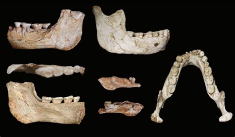 773000 Year Old Fossils From Morocco Show Homo Sapiens Lineage Present