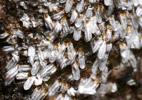 Rose Scale Aulacaspis Rosae