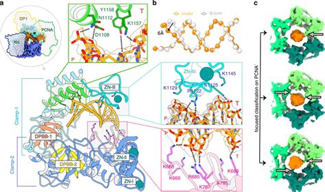 Structural Basis For Dna Binding By The Poldpcna Complex A View Of The Download Scientific