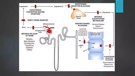 Mineralocorticoids Pptx