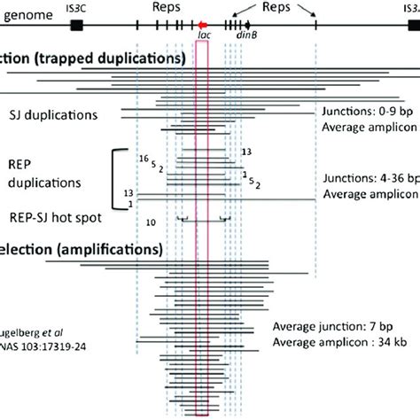 Duplication By Replicative Transposition Replicative Transposition Can