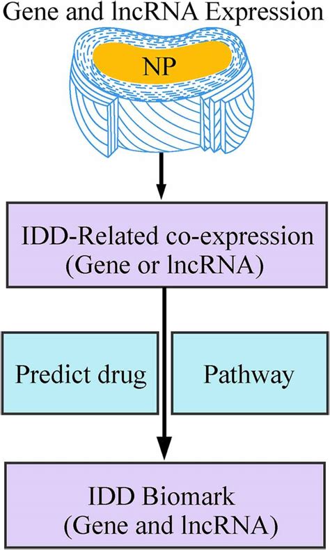 Systematic Analysis Of Long Non Coding Rnas Reveals Diagnostic Biomarkers And Potential