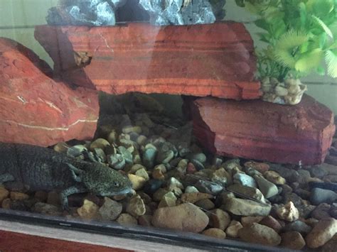 My Axolotl Set Up Scrolller