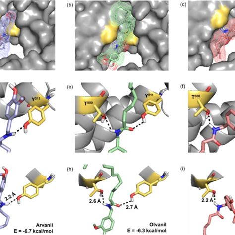 Simulation Of Ligand−protein Docking Between Trpv1 And Arvanil Adg