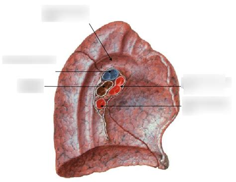 Diagram Of Structures At The Hilum Left Lung Medial View Quizlet
