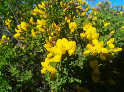 Thick Silverpod From Fernglen Port Elizabeth 6045 South Africa On July 16 2020 At 1204 Pm