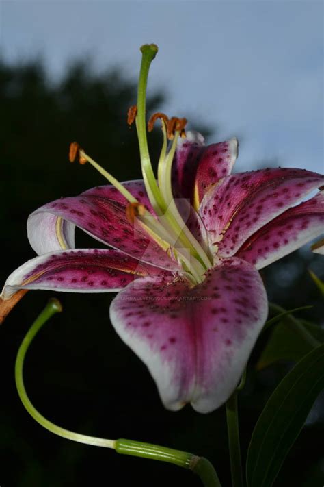 Shadow Lily By Eternallyenvious On Deviantart