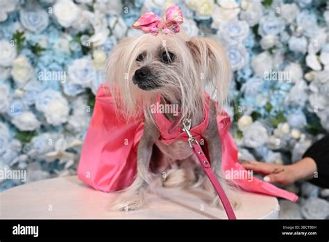 Suki A Chinese Crest Powder Puff Dressed As Shakira Poses During The