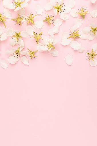 하얀 꽃잎과 사과 나무 꽃의 새싹을 파스텔 핑크 배경에 테두리 복사 공간 상단 뷰 수직으로 부드러운 신선한 봄 핑크 배경 최소한의 스타일로 우아한 꽃 배경 꽃 식물에 대한