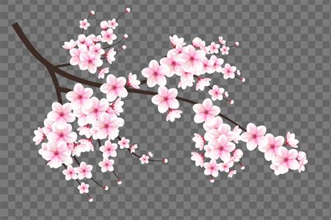 Sakura Flower Vector Art