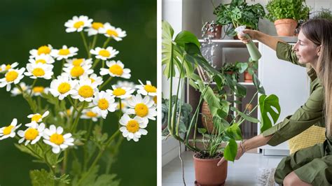 How To Make Homemade Pyrethrum Insecticide Spray Better Homes