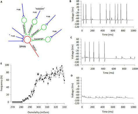 Development Of A Neuron Simulation Based Upon Our Hypothesis And