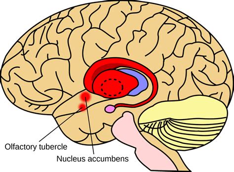 Striatum Wikiwand