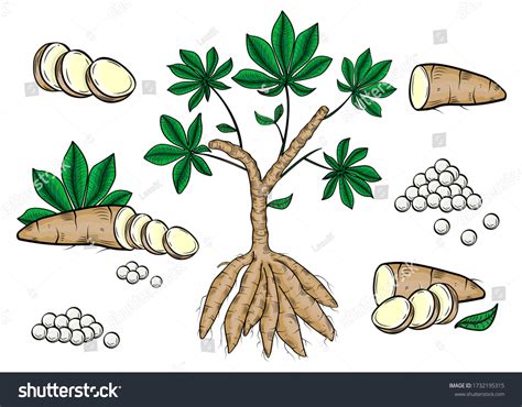 Cassava Tree Plant Roots Manihot Esculenta Stock Vector Royalty Free
